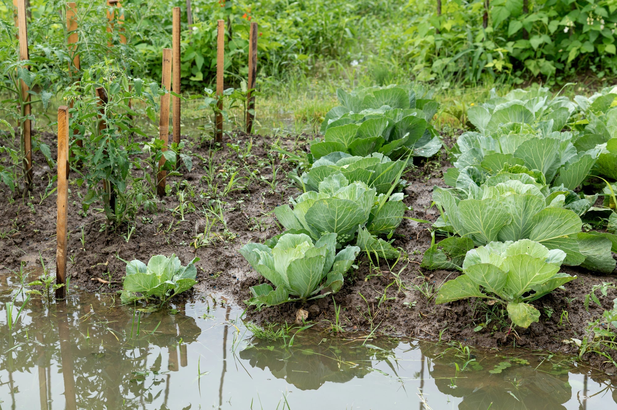 Pflanzen Die Im Garten Zu Nass Sind 11 Tipps Gegen Staunässe Im Garten