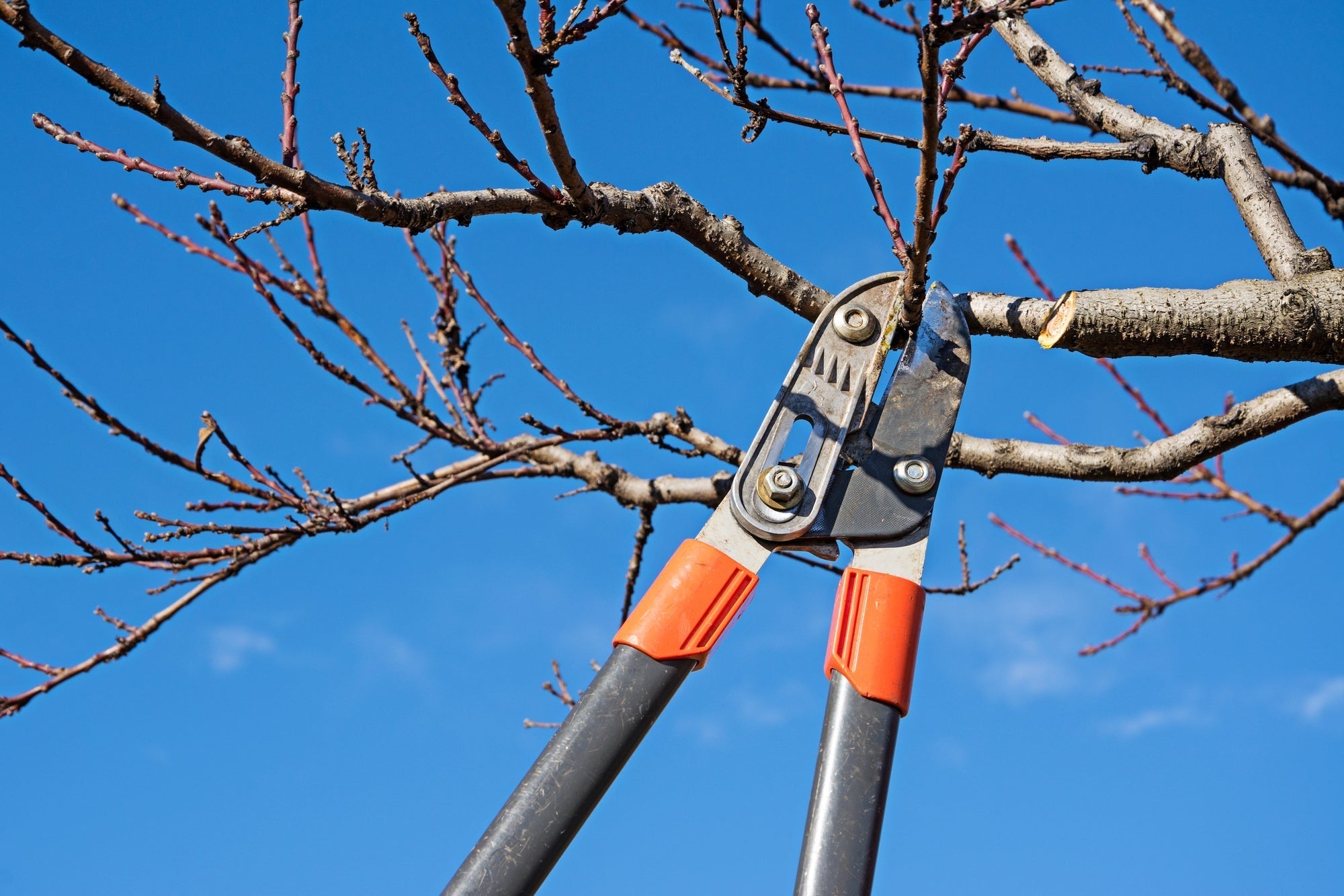 Obstbaume Richtig Schneiden